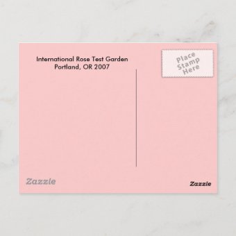 Rose Postcard | Zazzle