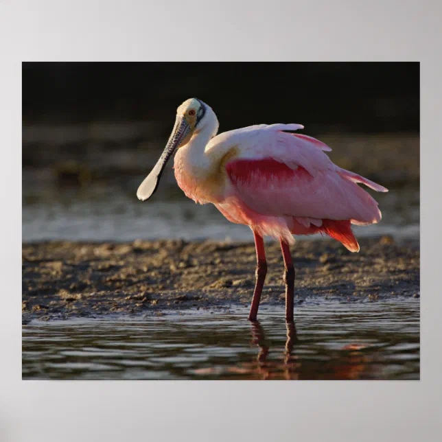 Roseate Spoonbill, Ajaia ajaja, Ding Darling Poster | Zazzle