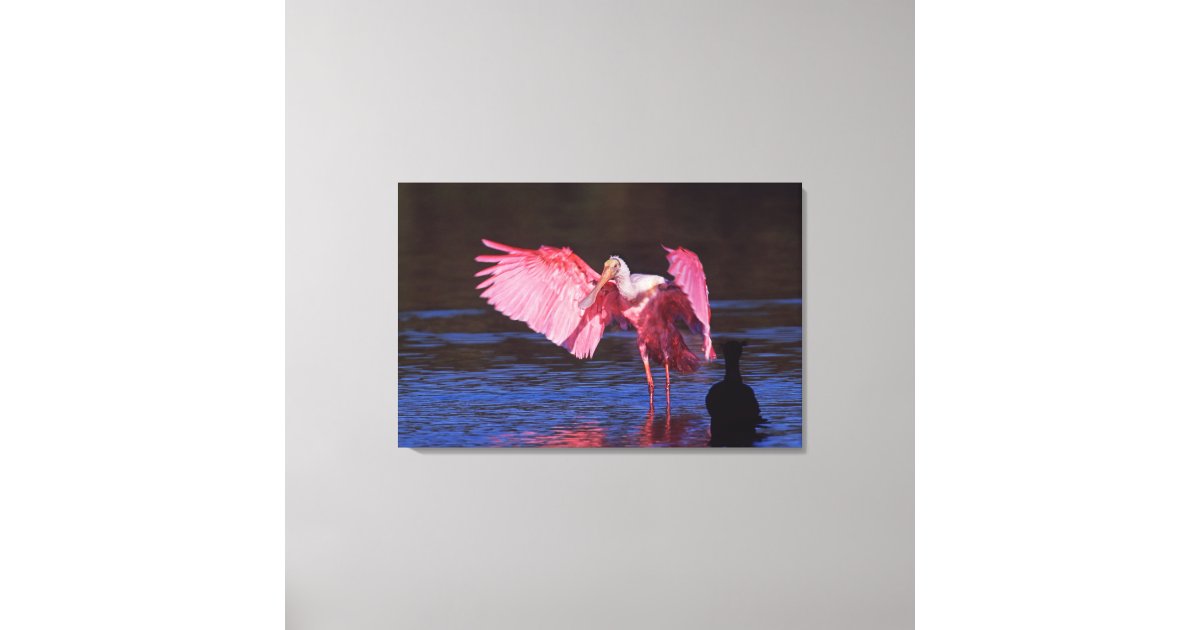 Roseate Spoonbill (Ajaia ajaja) with Cormorant Canvas Print | Zazzle