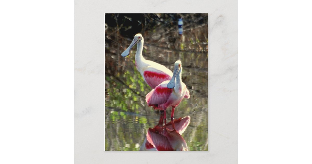 Roseate Spoonbill Postcard | Zazzle