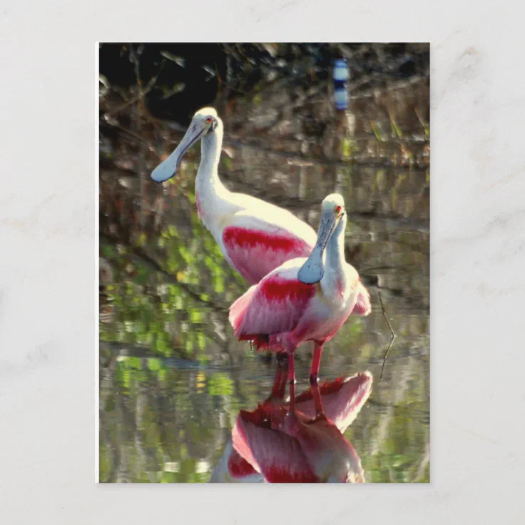 Roseate Spoonbill Postcard | Zazzle