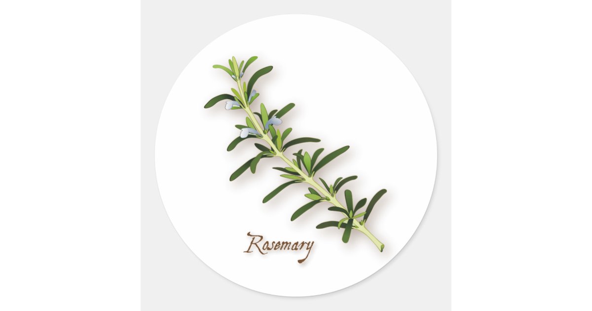Rosemary Herb Round Stickers | Zazzle