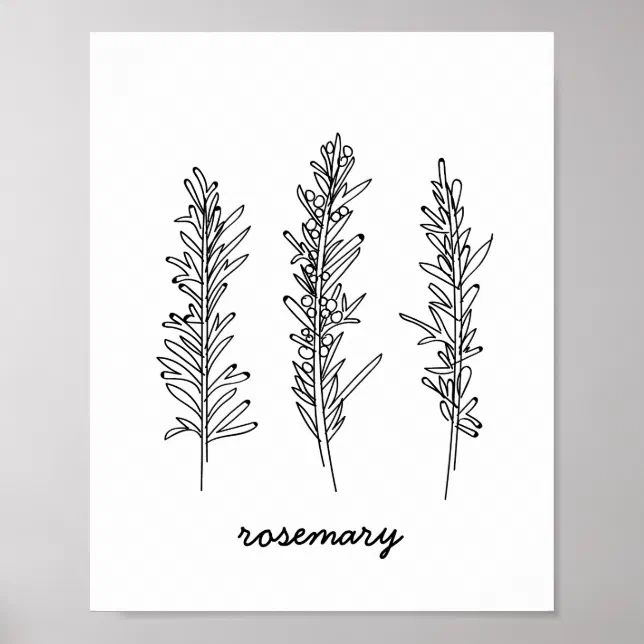 Rosemary Illustration Print | Zazzle