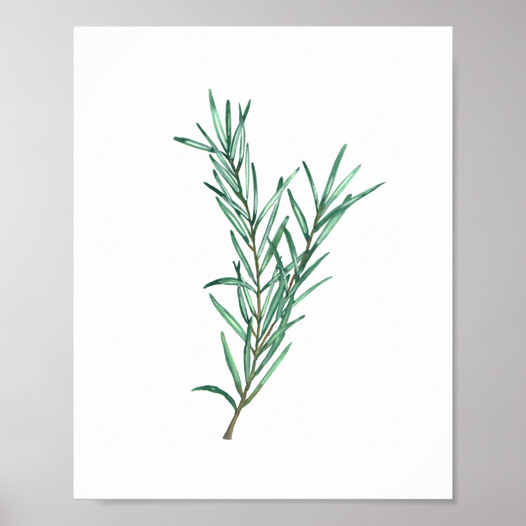 Rosemary Poster | Zazzle