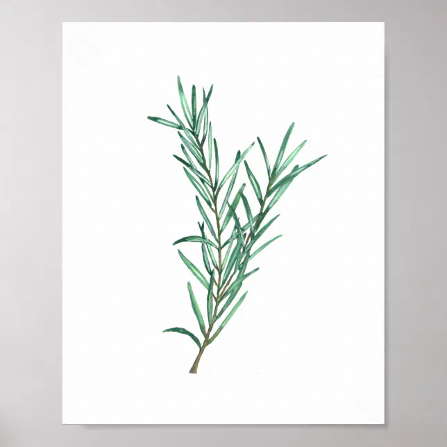 Rosemary Poster | Zazzle