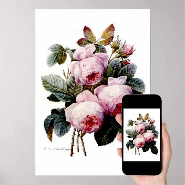 Roses by Redoute Poster | Zazzle