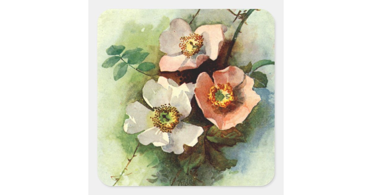 Roses on the Vine - Sticker | Zazzle