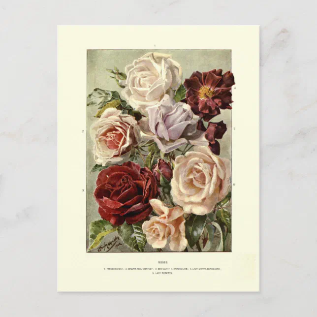 Roses Postcard | Zazzle