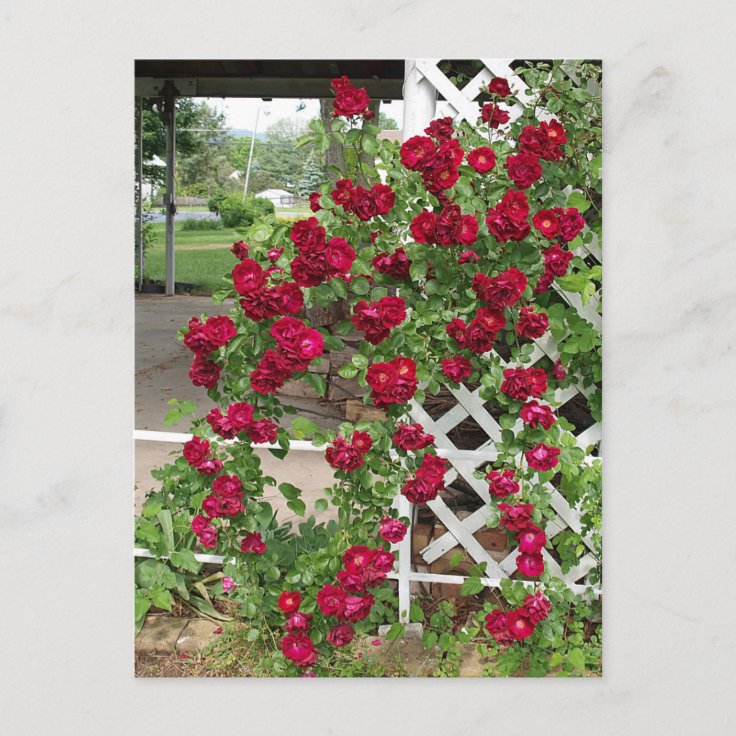Roses Postcard | Zazzle