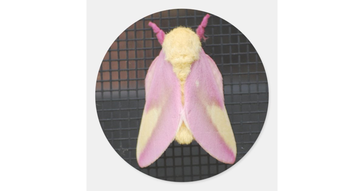 Rosy Maple Moth sticker | Zazzle