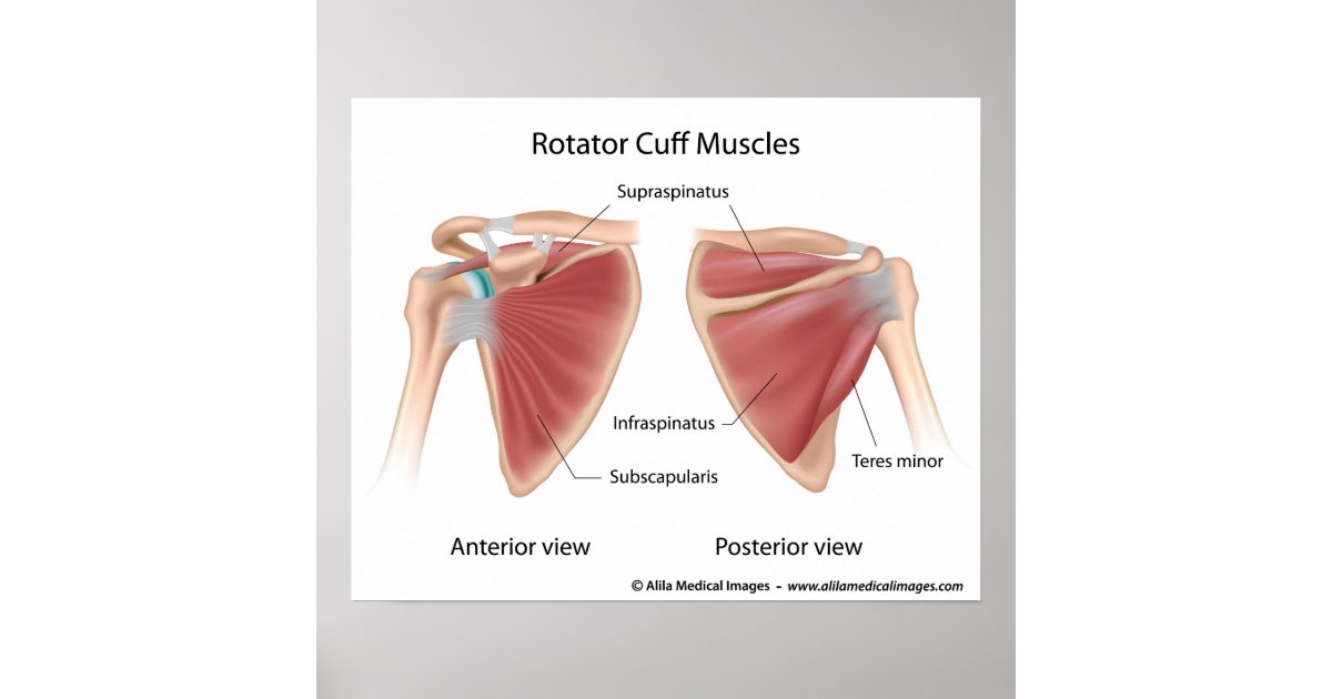 Rotator cuff anatomy, labeled poster | Zazzle