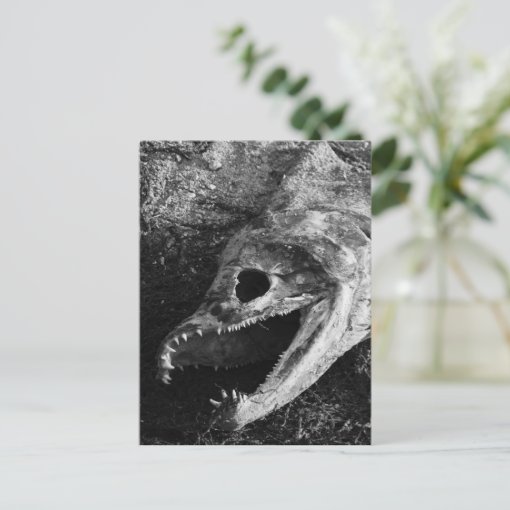 Rotten Fish Head Bones Postcard | Zazzle