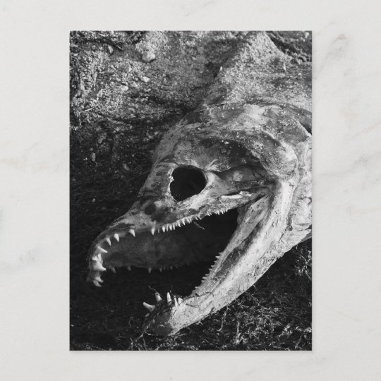 Rotten Fish Head Bones Postcard | Zazzle.com