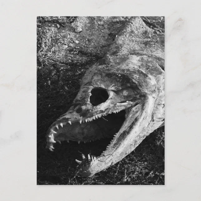 Rotten Fish Head Bones Postcard | Zazzle