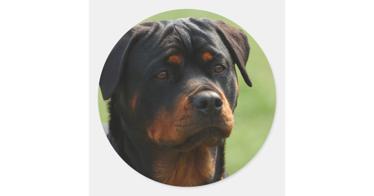 Rottweiler Classic Round Sticker | Zazzle