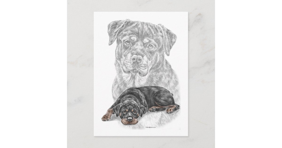 Rottweiler Dog Art Postcard | Zazzle