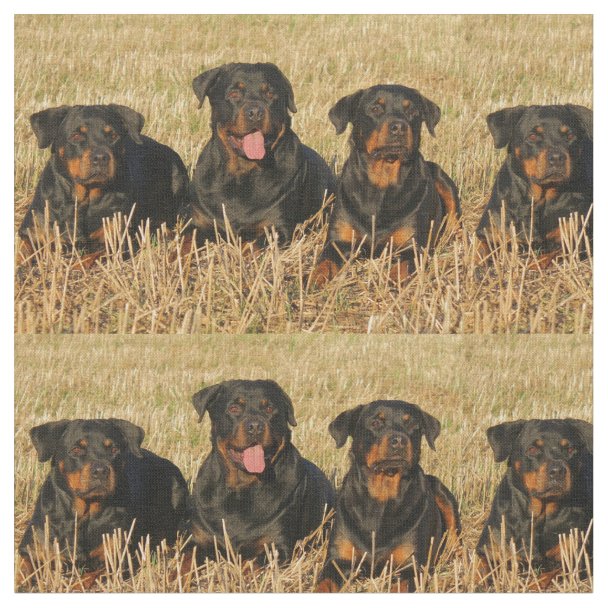 rottweiler fabric | Zazzle