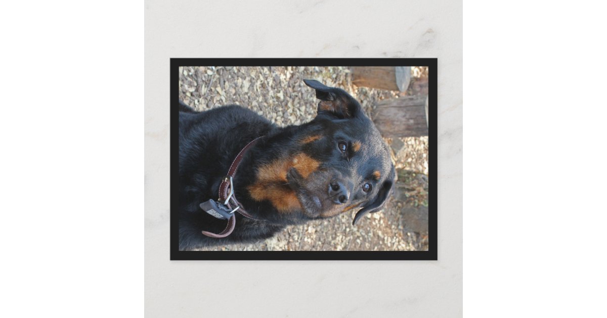 Rottweiler Head Tilt Cuteness Postcard | Zazzle