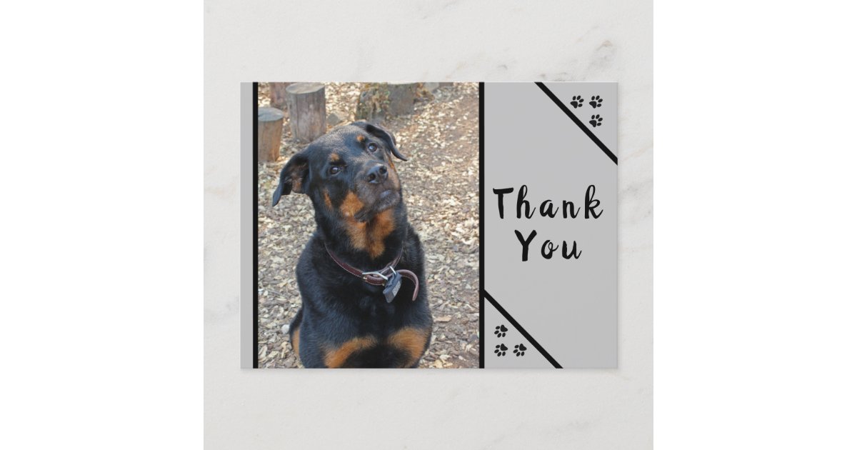 Rottweiler Head Tilt Cuteness Thank You Postcard | Zazzle