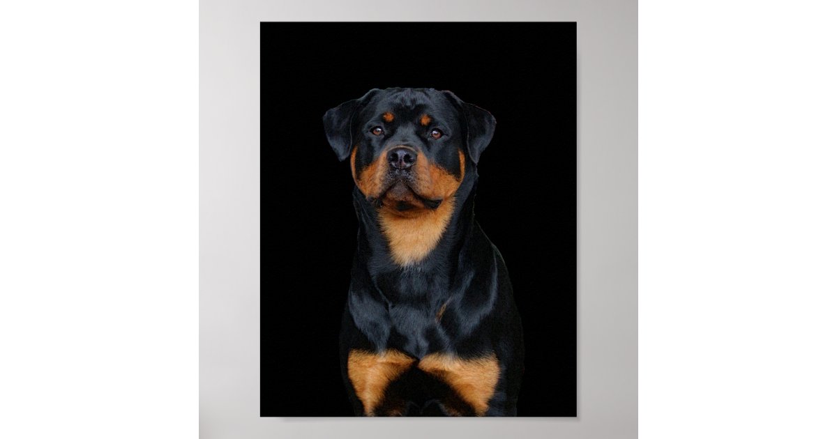 Rottweiler poster | Zazzle