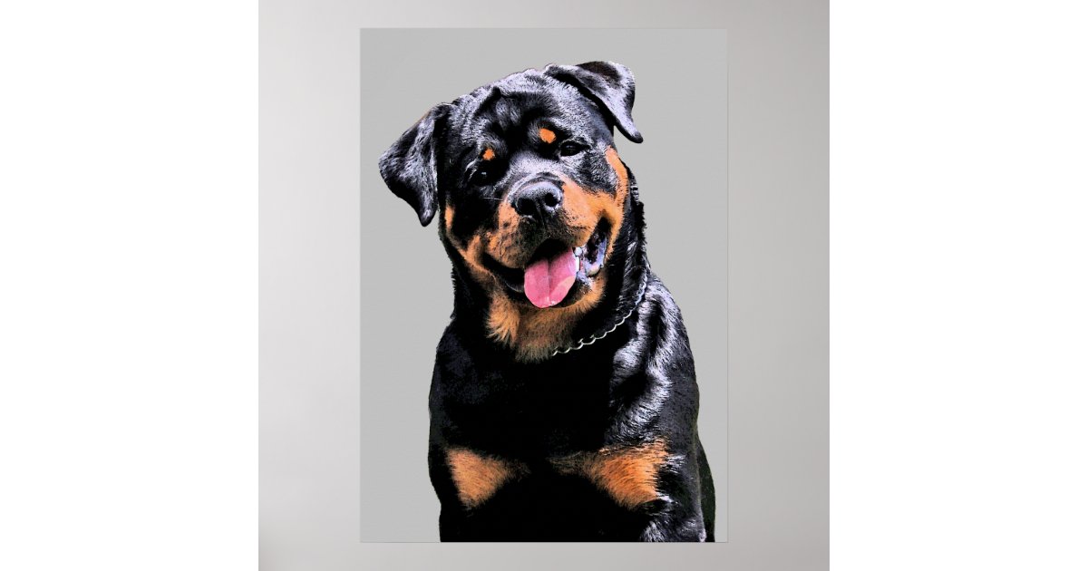 Rottweiler Poster | Zazzle