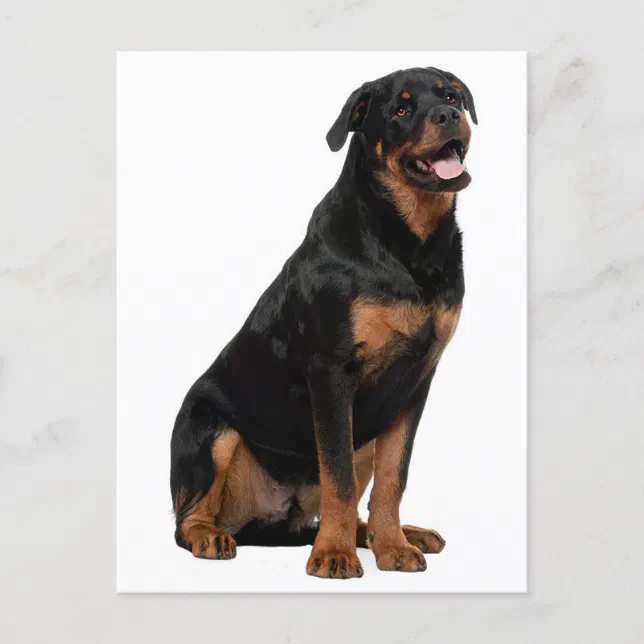 Rottweiler Puppy Dog - Hello Thinking of You, Love Postcard | Zazzle