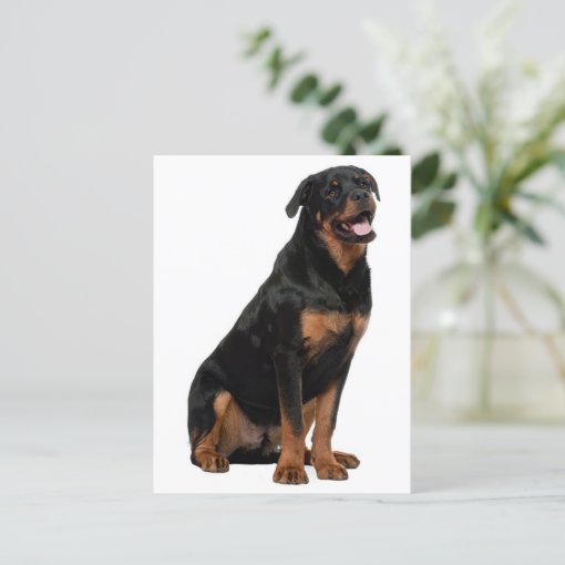 Rottweiler Puppy Dog - Hello Thinking of You, Love Postcard | Zazzle