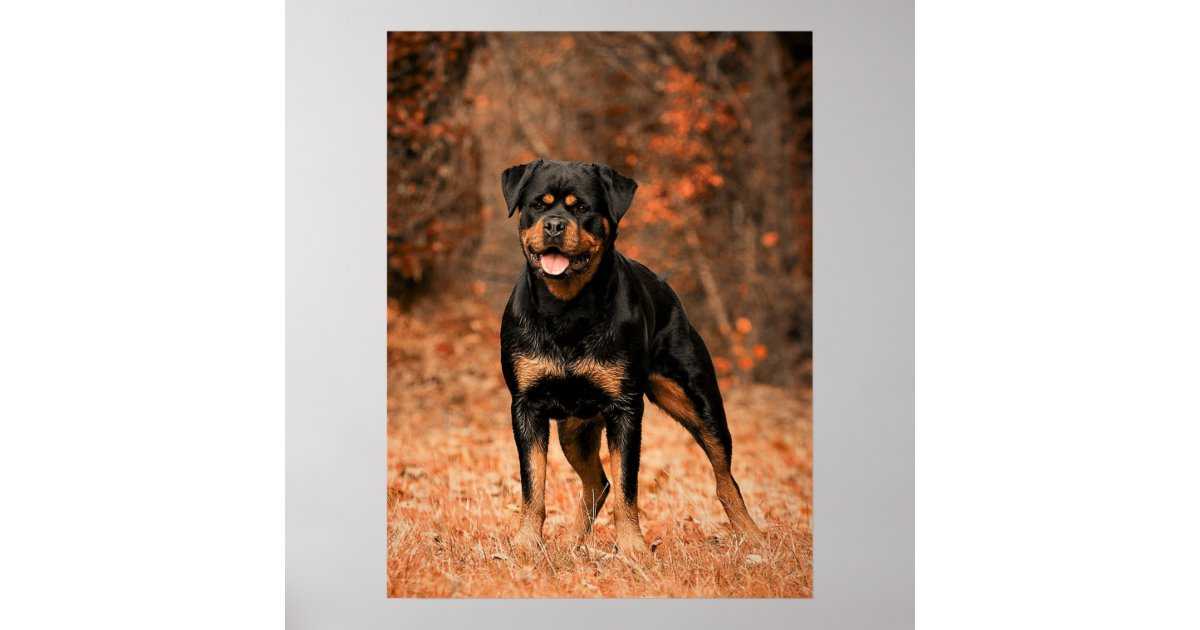 Rottweiler Puppy Dog Poster | Zazzle