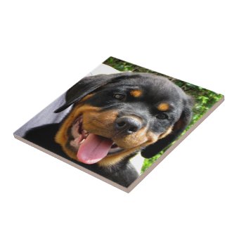 Rottweiler puppy face Dog Cute Ceramic Tile | Zazzle