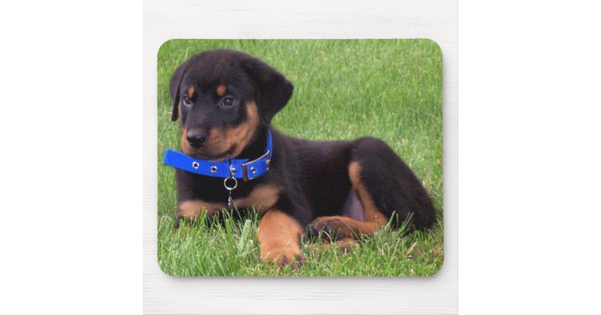 rottweiler pups. mouse pad | Zazzle