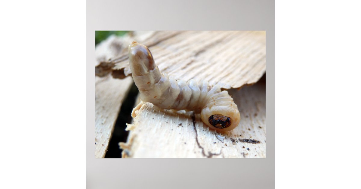 Round Headed Borer Poster | Zazzle