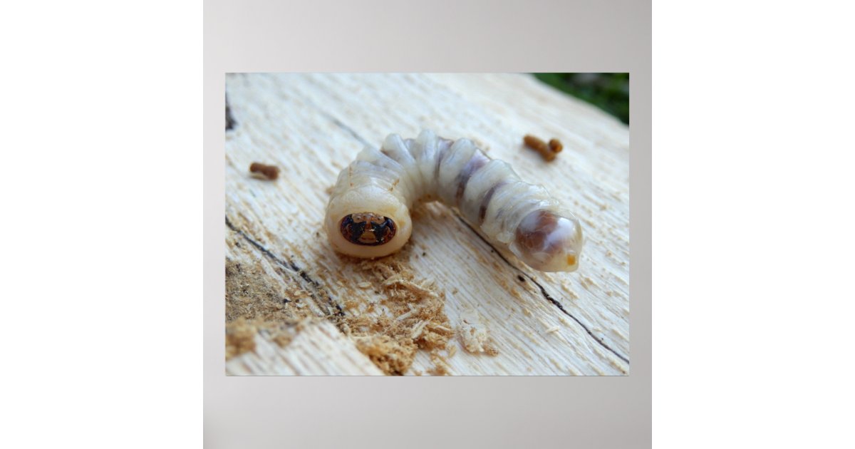 Round Headed Borer Poster | Zazzle