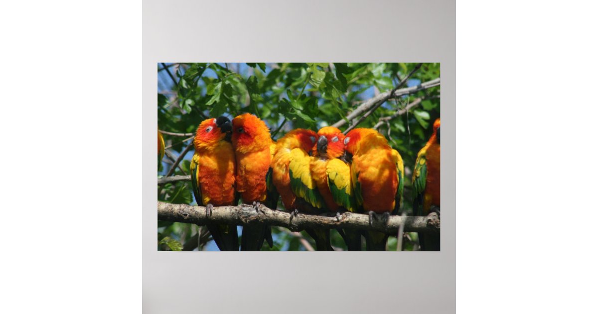 Row of Cute Little Parrots Snuggling Poster | Zazzle