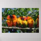 Row of Cute Little Parrots Snuggling Poster | Zazzle