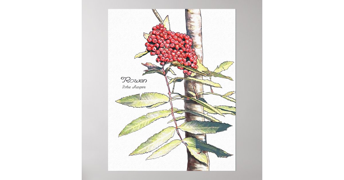 Rowan Study Poster | Zazzle