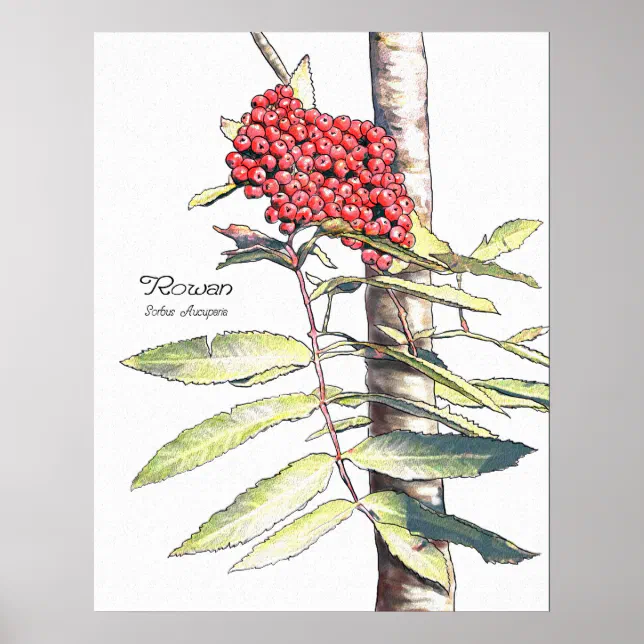 Rowan Study Poster | Zazzle