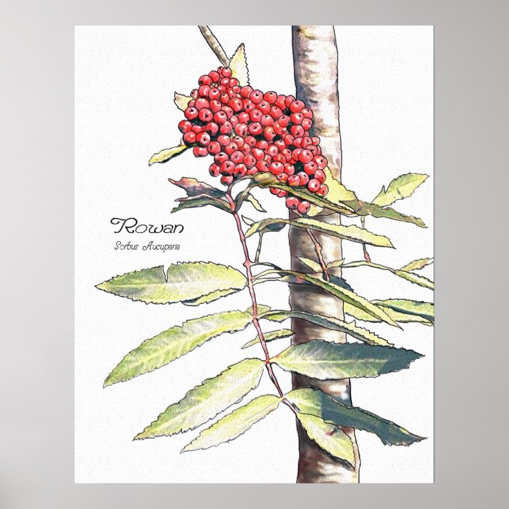 Rowan Study Poster | Zazzle