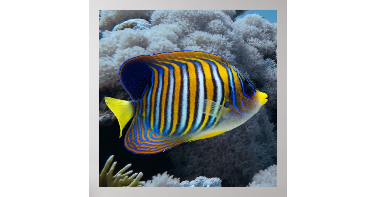 Royal Angel Fish Poster | Zazzle