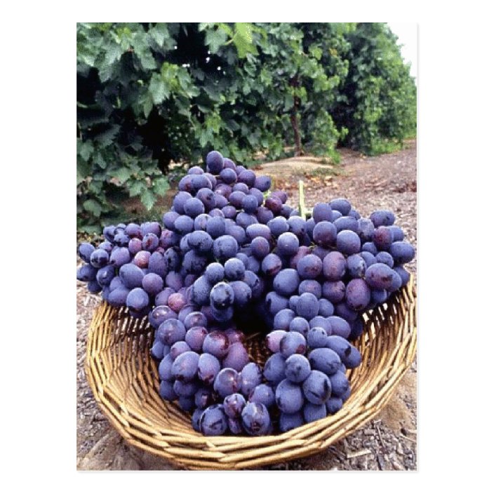 Royal Purple Grapes Postcard | Zazzle.com