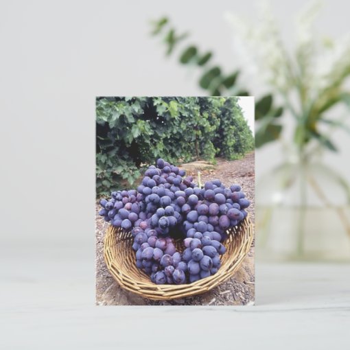 Royal Purple Grapes Postcard | Zazzle