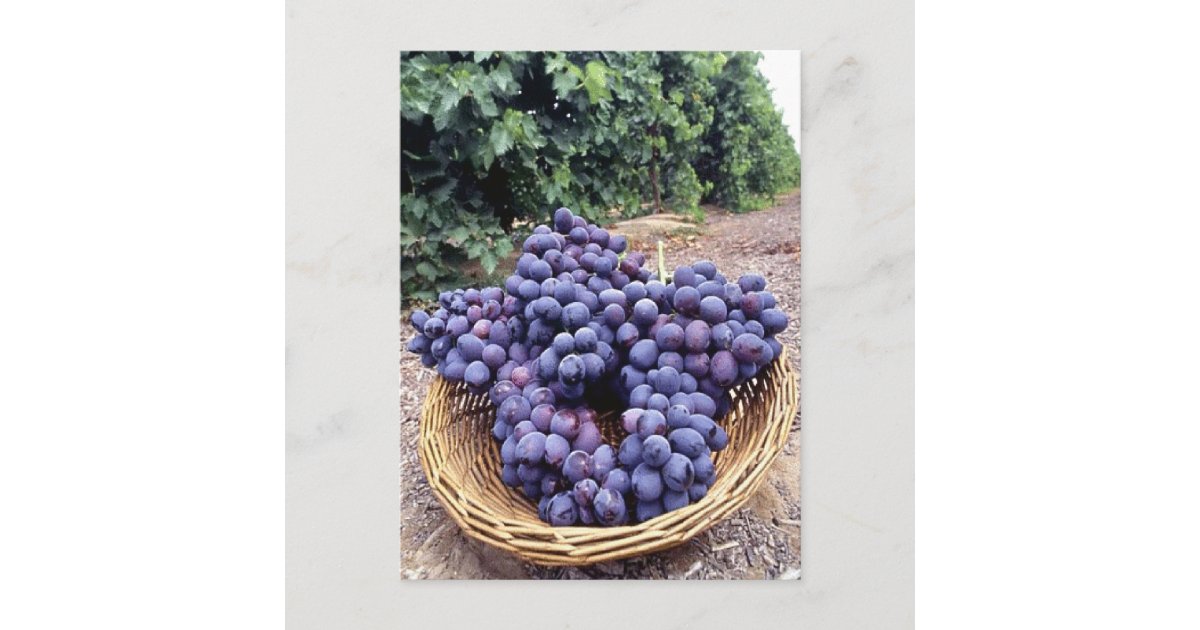 Royal Purple Grapes Postcard | Zazzle