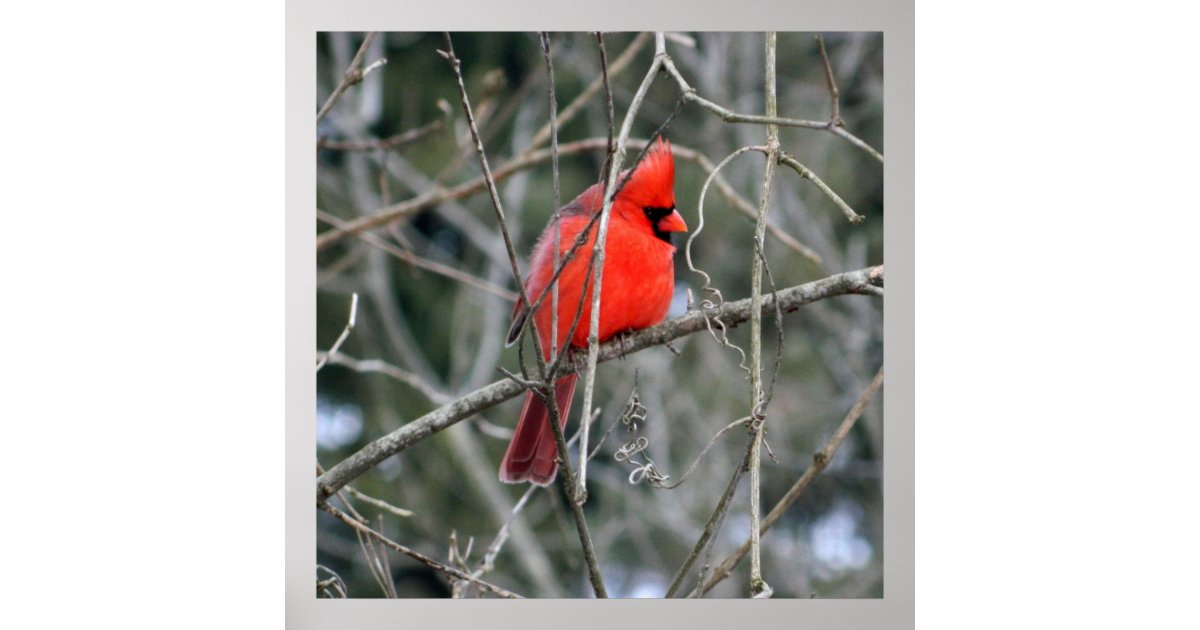 Royal Red Cardinal 24x24 Poster | Zazzle