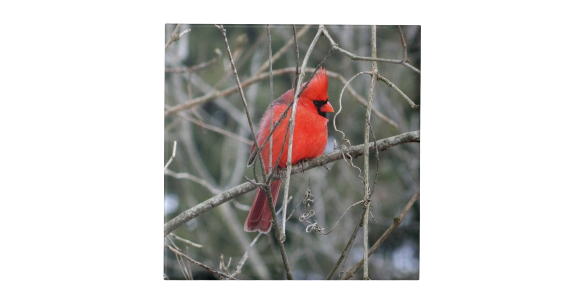 Royal Red Cardinal Ceramic Tile | Zazzle