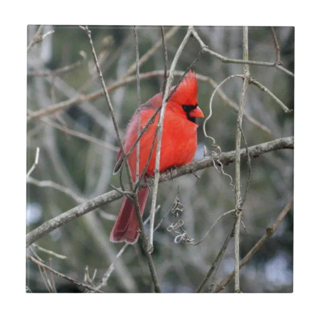 Royal Red Cardinal Ceramic Tile | Zazzle