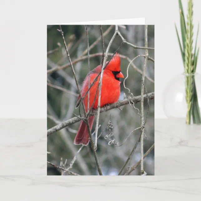 Royal Red Cardinal Greeting Card | Zazzle