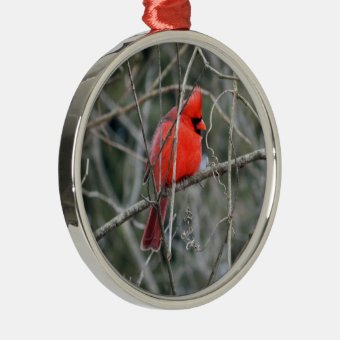 Royal Red Cardinal Premium Ornament | Zazzle