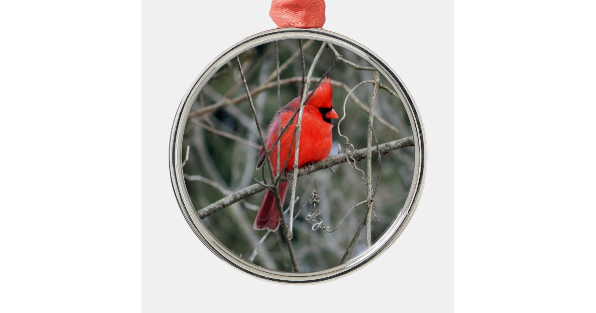 Royal Red Cardinal Premium Ornament | Zazzle