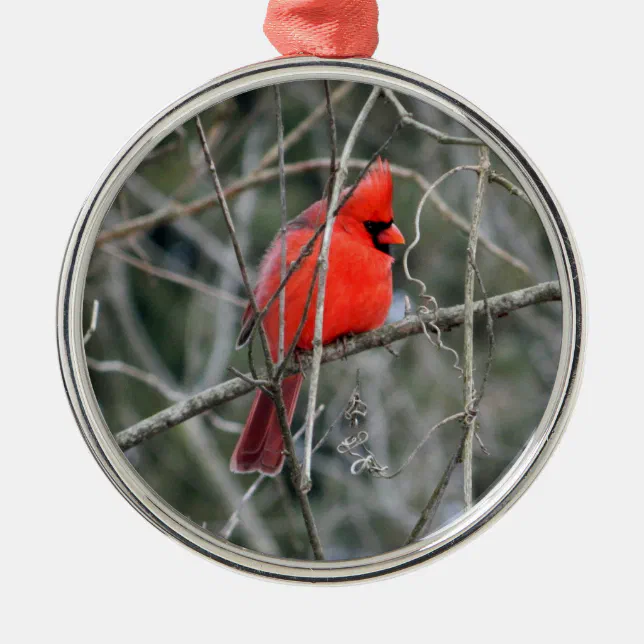 Royal Red Cardinal Premium Ornament | Zazzle