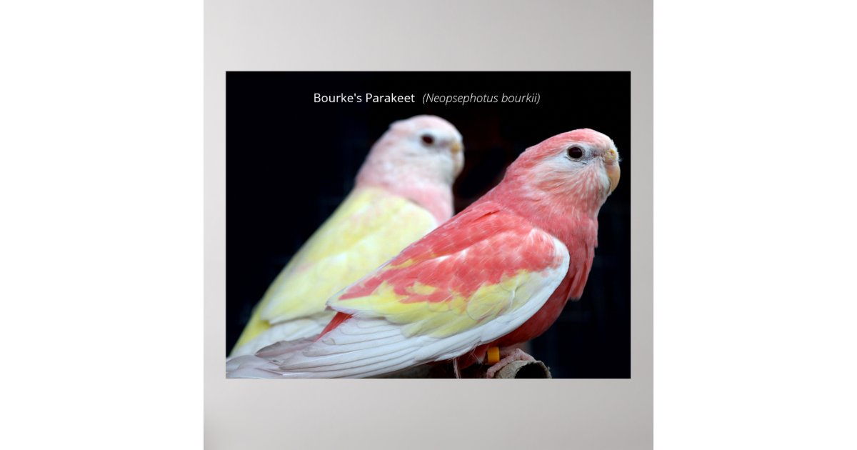 Rubino Bourke's Parakeet Poster | Zazzle