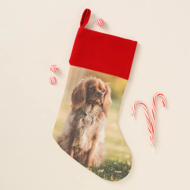 Ruby Cavalier King Charles Spaniel Dog Christmas Stocking | Zazzle
